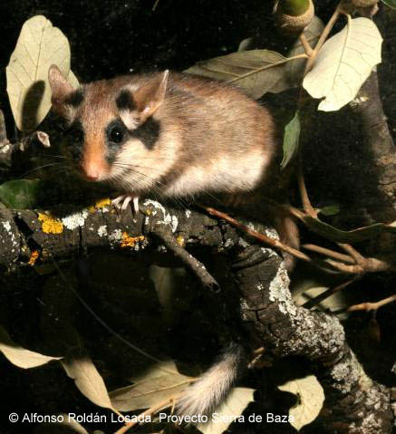 Los lirones careto - Aceytuno