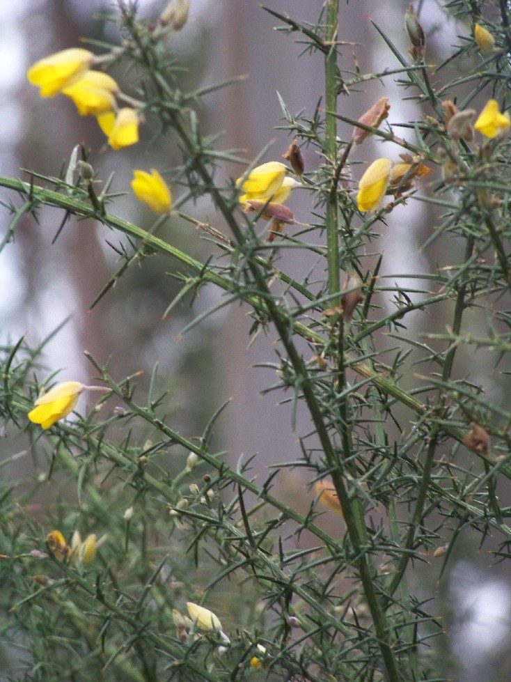 17:46 del Lunes 8 de Diciembre de 2008 Decía Camilo José Cela que el ...