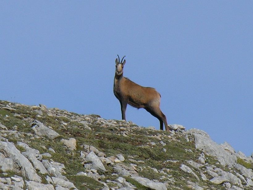 9:52 El rasgo más destacado de un Rebeco son sus cuernos, los cuales ...