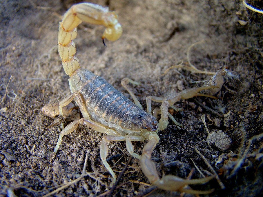 Mientras manipulo a este alacrán para que salga bien en la foto, lanza ...