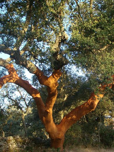 Alcornoque - Aceytuno