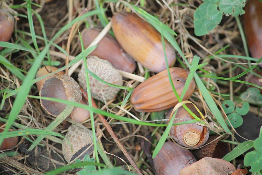 Bellotas de roble secas - Aceytuno