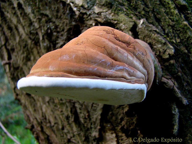 Buenas de nuevo. Nos acaba de llegar este precioso chesquero agarrado ...