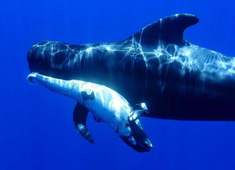 Teo Lucas, de Balfin, es el autor de esta impresionante imagen de una ...
