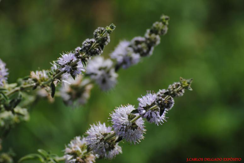 Poleo florecido - Aceytuno