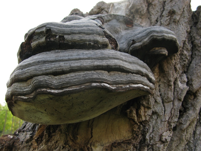 Su carne desecada se destinaba a la preparación de la yesca, utilizada ...