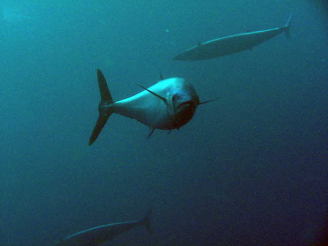 Peto (Acantocybhium solandri). Buceo La Restinga - Aceytuno