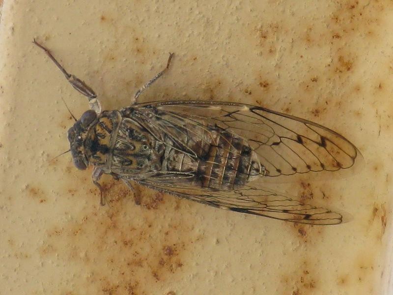 La cigarra es un insecto al que le sobra una buena parte de sus alas ...