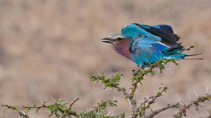 Carraca. Autor de la foto: Raymond Barlow - Aceytuno