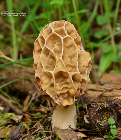 La colmenilla - Aceytuno