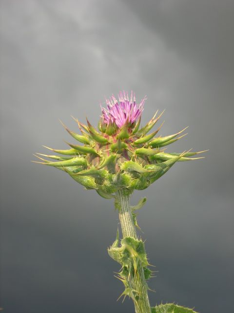 Los cardos - Aceytuno