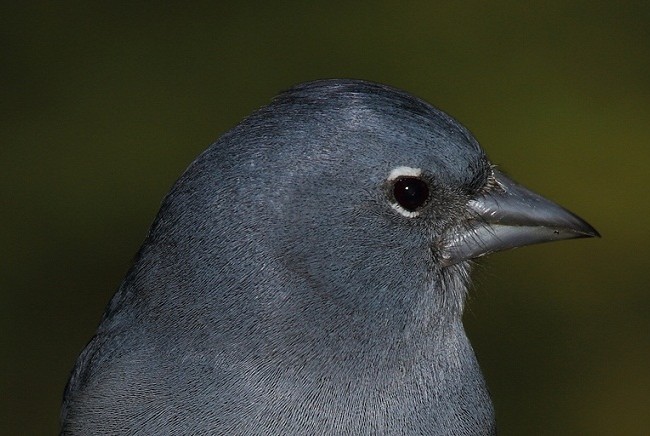 Pinzón Azul del Teide (Fringilla teydea teydea) : Jaisiel - Aceytuno
