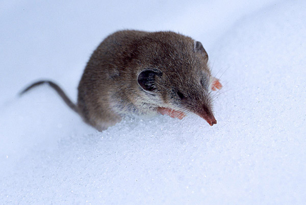 La musarañas - Aceytuno