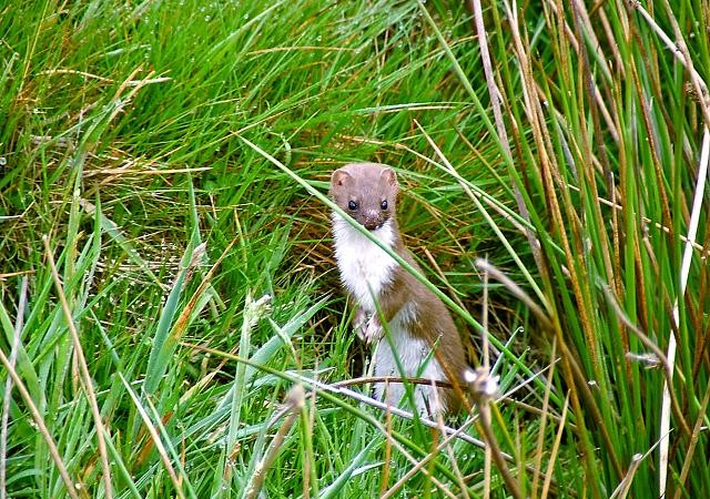 Comadreja - Aceytuno
