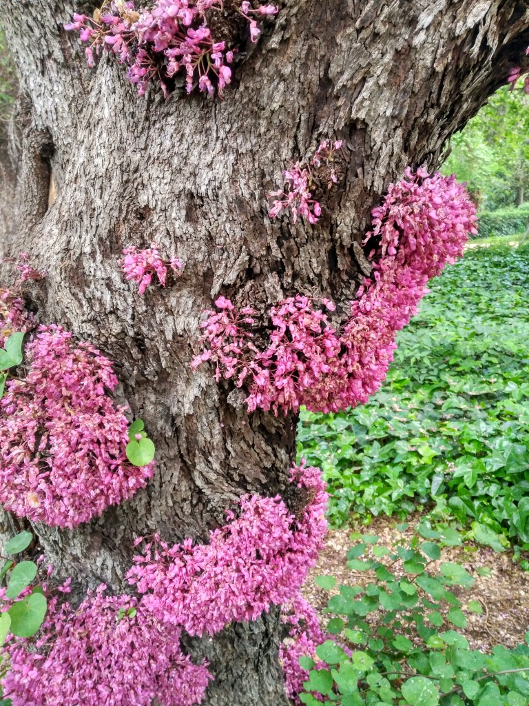 Flores del tronco - Aceytuno