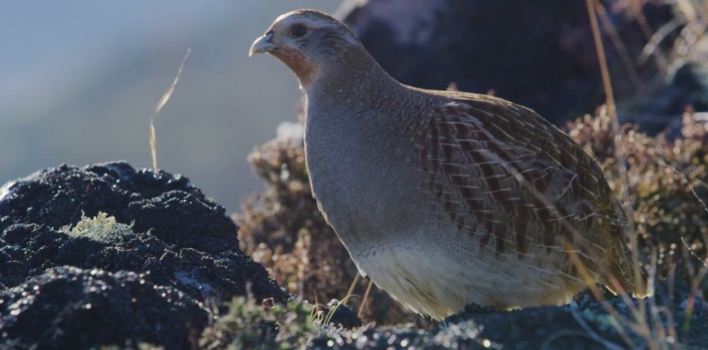 Perdiz pardilla - Aceytuno